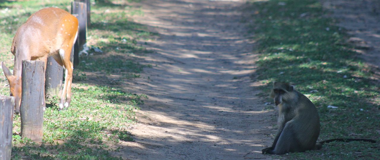 Samango monkey and deer in iSimangaliso Wetland Park, South Africa ...