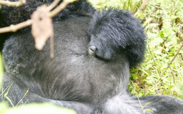 Gorilla Trekking in Rwanda: My Most EPIC Experience Ever!