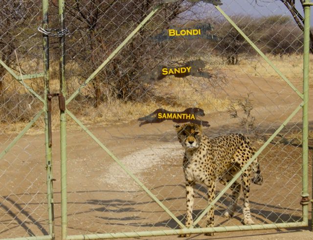 Cheetahs in Namibia: The Cheetah Capital of the World