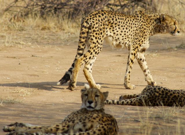 Cheetahs in Namibia: The Cheetah Capital of the World