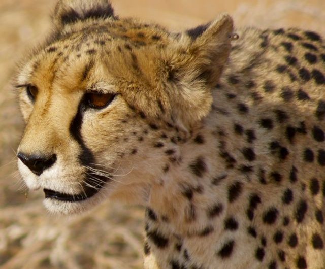 Namibia: The Cheetah Capital of the World - Monkeys and Mountains Blog