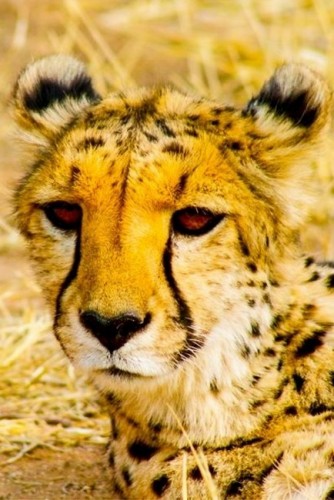 Cheetahs in Namibia: The Cheetah Capital of the World