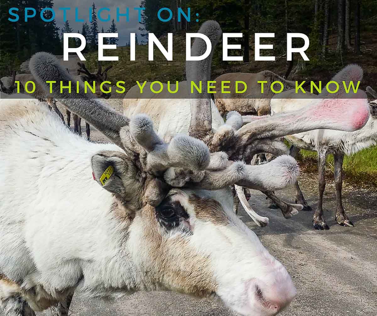 Spotlight on Reindeer: 18 Things You Need to Know