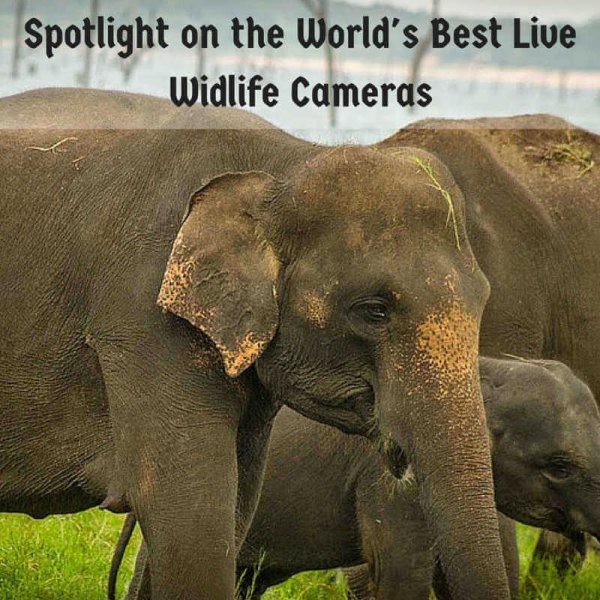 The Best Live Animal Cameras in The Wild for You to Watch