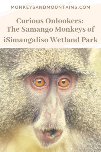Observing Endangered Samango Monkeys in iSimangaliso Wetland Park