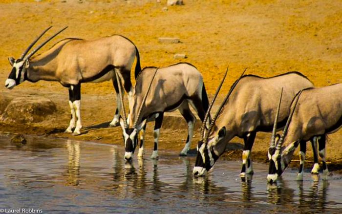 Namibia: 11 Fun Facts You Probably Don't Know