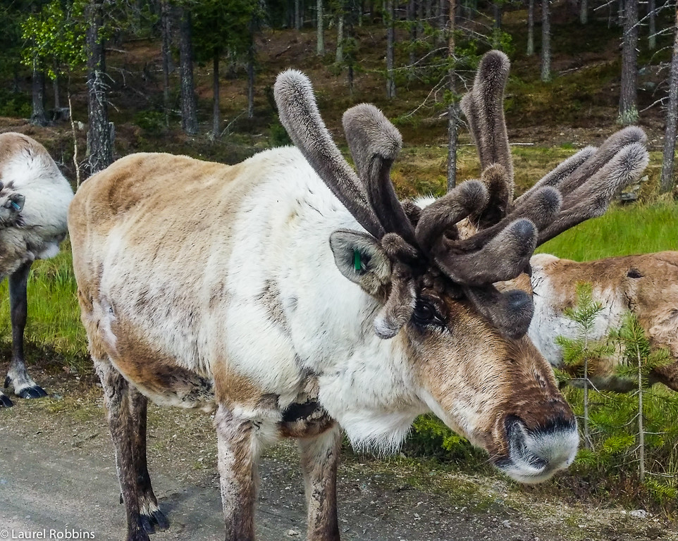 Reindeer: 18 Facts to Impress Your Holiday Guests