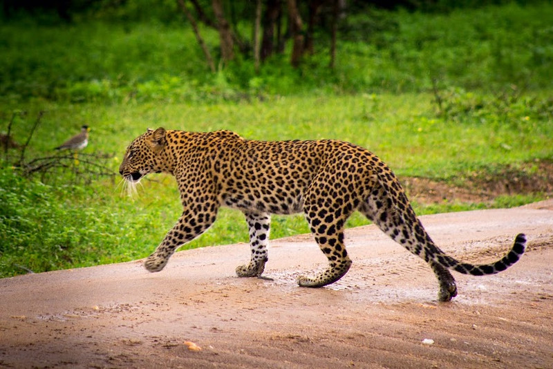 Yala Sri Lanka The Best Leopard Spotting On The Planet 