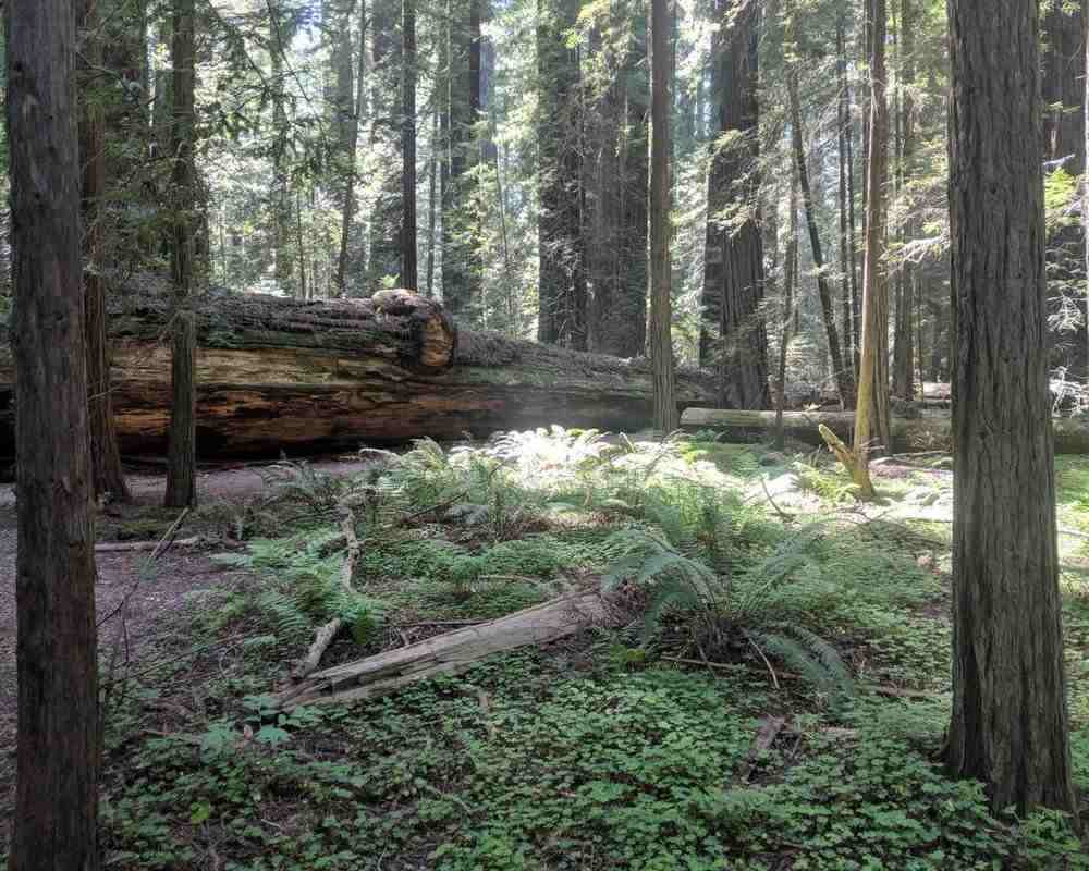 The Ultimate Northern California Road Trip in 3 Days