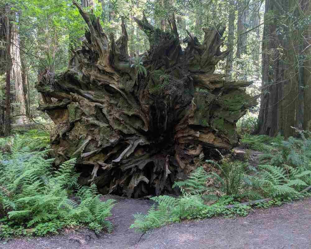 The Ultimate Northern California Road Trip in 3 Days