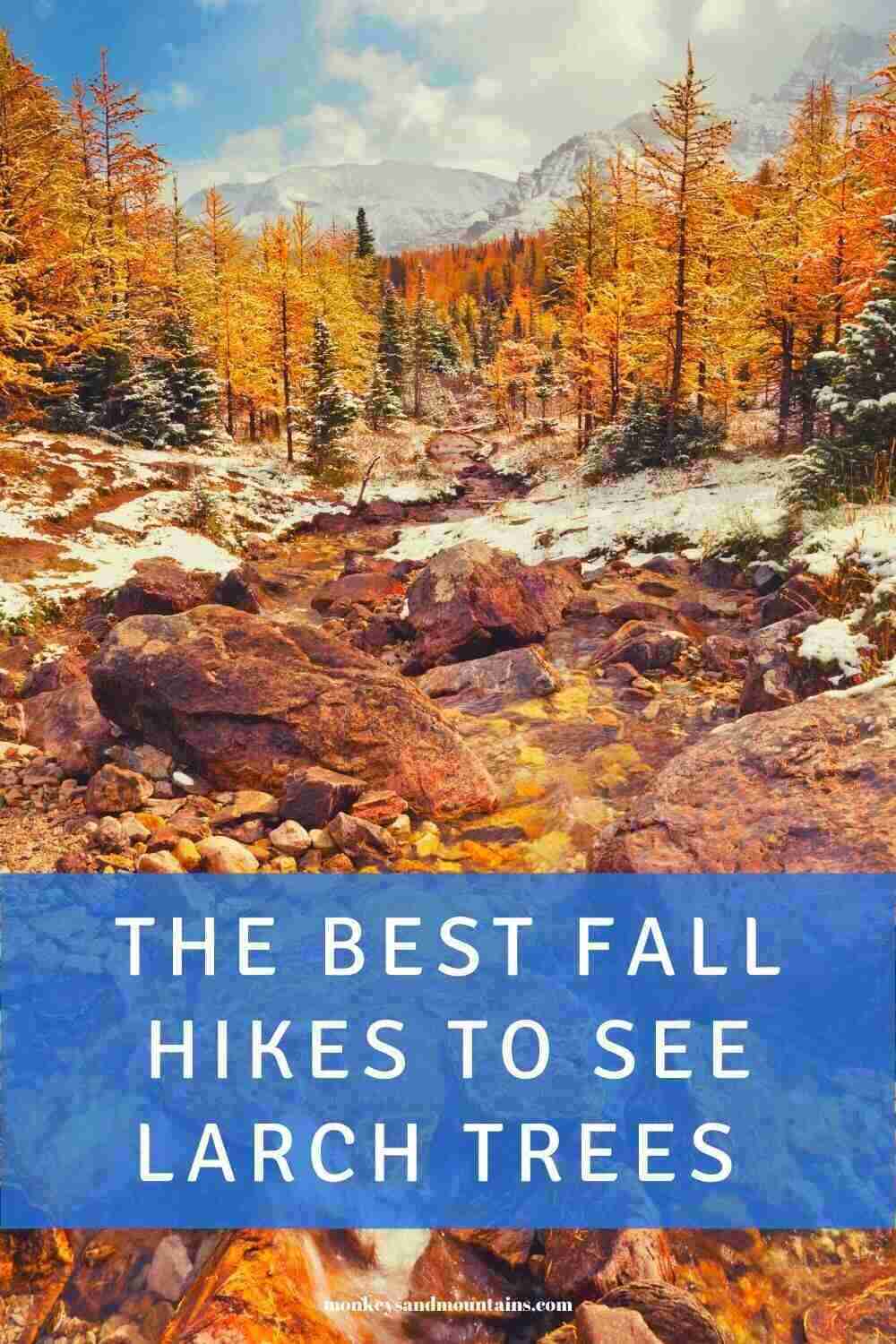 The Best Fall Hikes to see Larch Trees