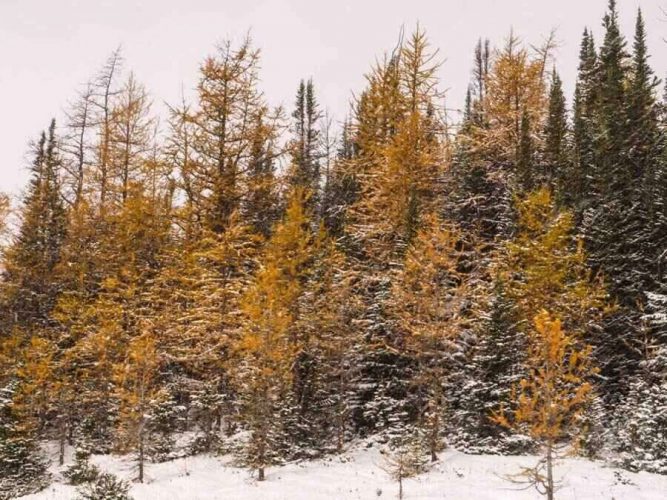 The Best Fall Hikes to see Larch Trees