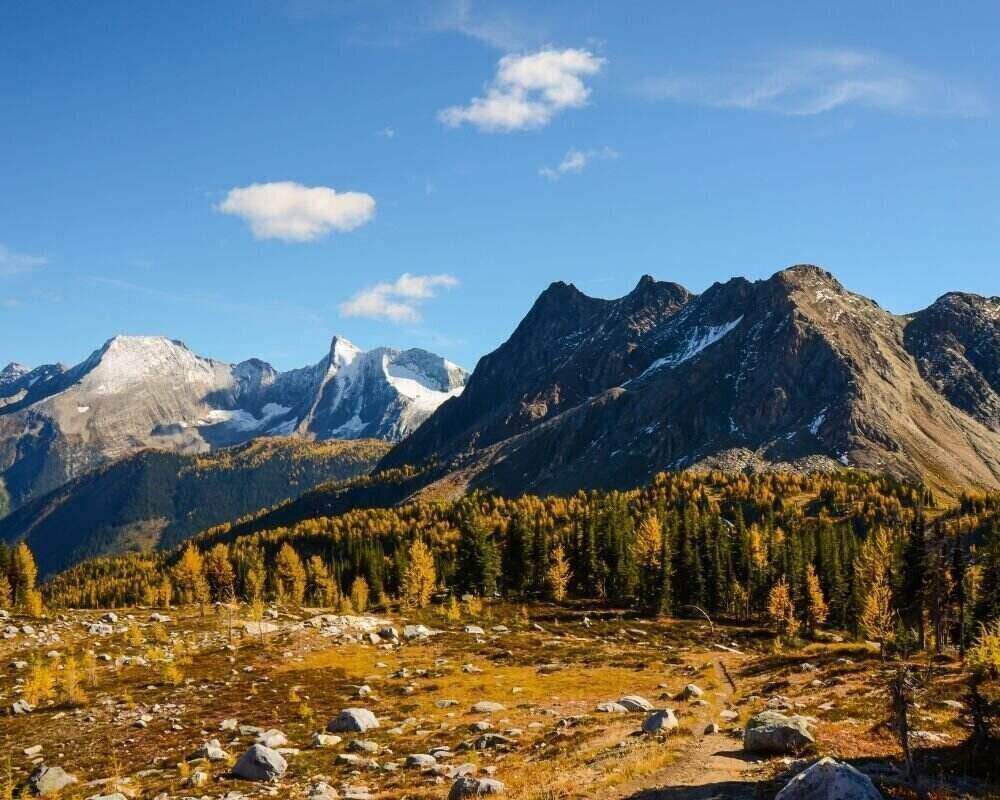 The Best Fall Hikes to see Larch Trees