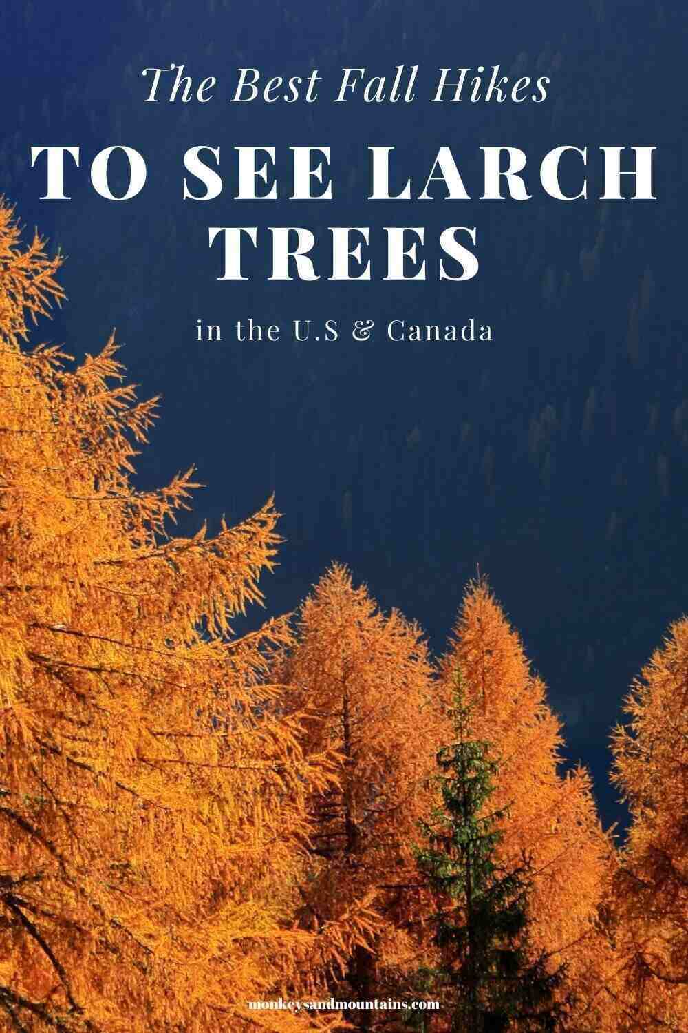 The Best Fall Hikes to see Larch Trees